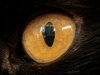 200 megapixels - a new level of macro photography. Samsung Galaxy S23 Ultra