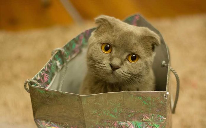 Cat Peeing Blood: Causes, Symptoms, and Care Guide