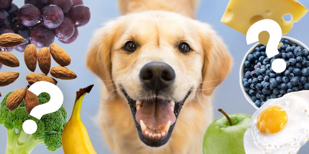 Are Peanuts Bad for Dogs? Nut Allergies and Canine Health