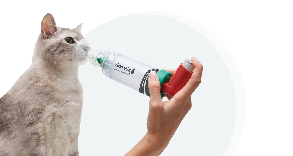 Managing Asthma in Cats: Symptoms, Treatment, and Care