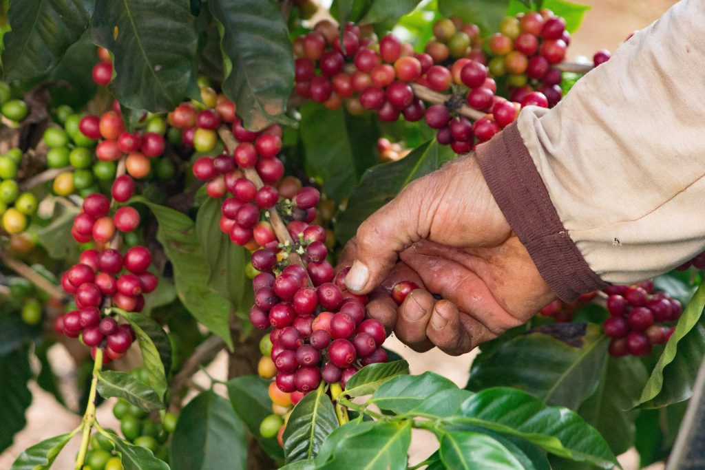 The Intriguing Journey of the Coffee Cherry