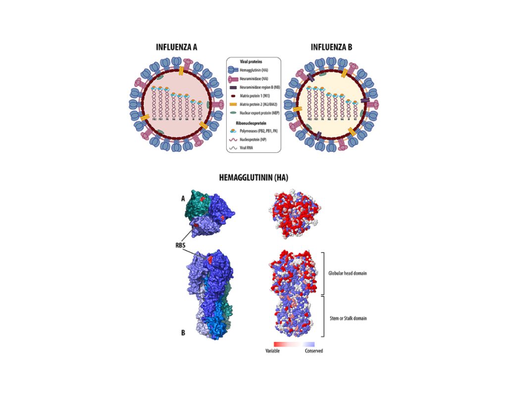 Influenza A vs. B: Key Differences and Similarities Explained
