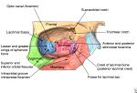 The Intricacies of the Orbital Bone