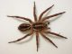 Are Wolf Spiders Poisonous? A Closer Look at Their Venomous Reputation