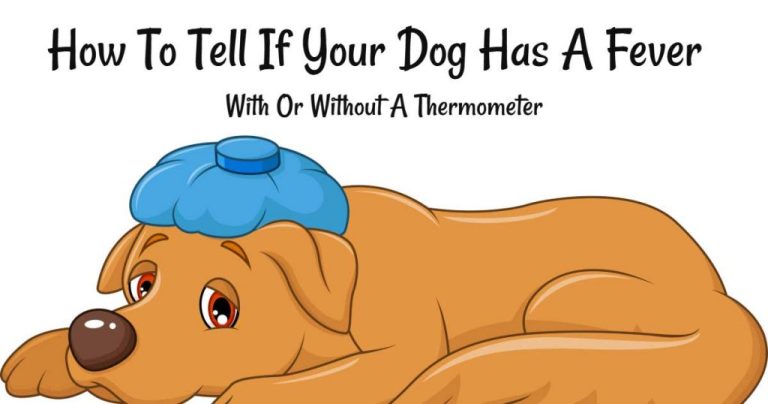 Canine Fever: A Guide on How to Tell If Your Dog Has a Fever