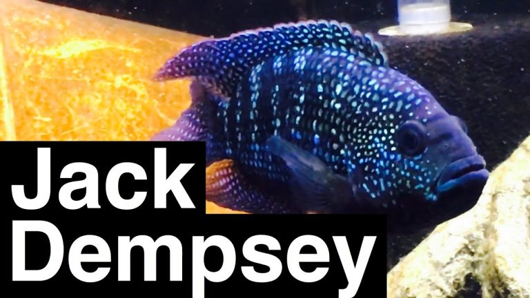The Enigmatic Jack Dempsey Fish: A Guide for Aquarists