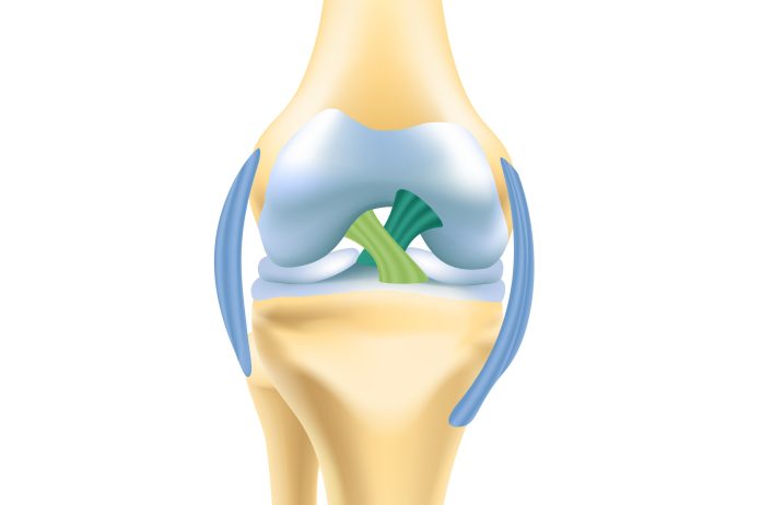 Exploring the Crucial Ligaments of the Knee: Anatomy and Function