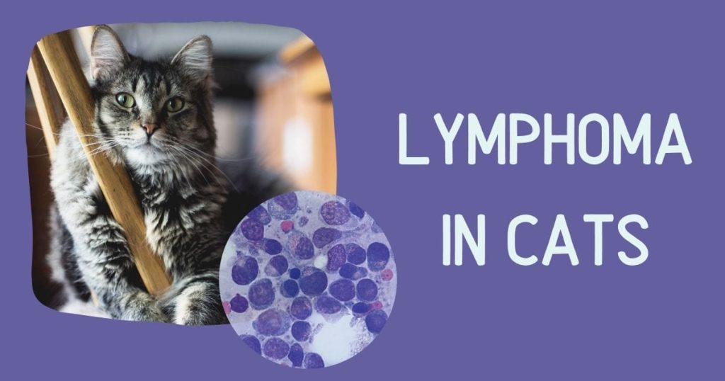 Feline Health Guide: Demystifying Lymphoma in Cats