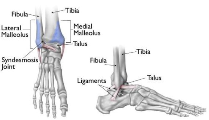 The Ankle Malleolus A Crucial Anatomy Lesson