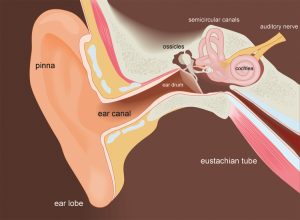 Dealing with Water Stuck in Ear for Days Causes and Solutions