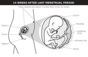 Your Journey at 4 Months Pregnant Milestones and Tips