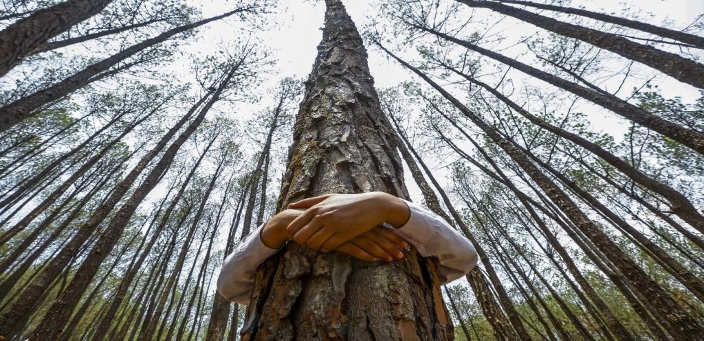 Embrace the Healing Power of Tree Hugging